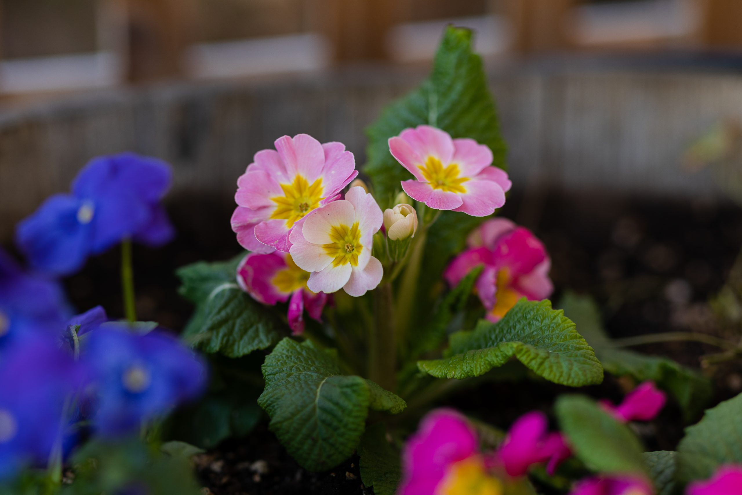 English Primrose O Meara Gardens Gardening Blog Garden Experts